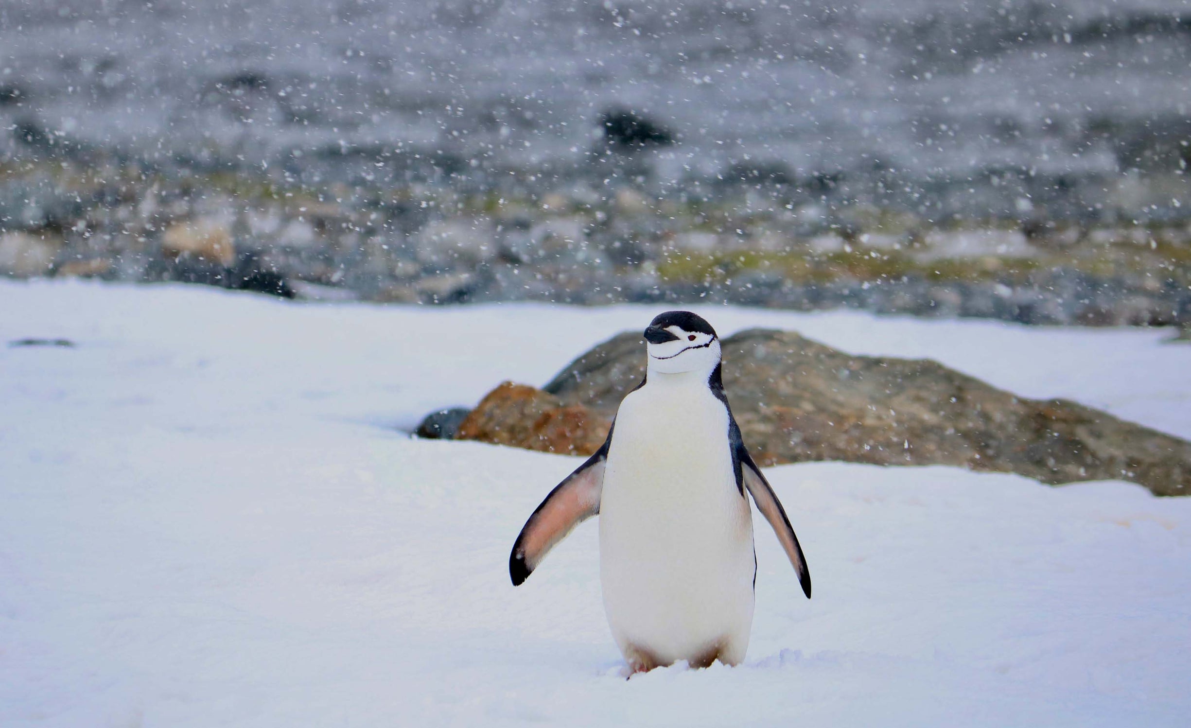 Gifts for Animal Lovers | ZSL Shop