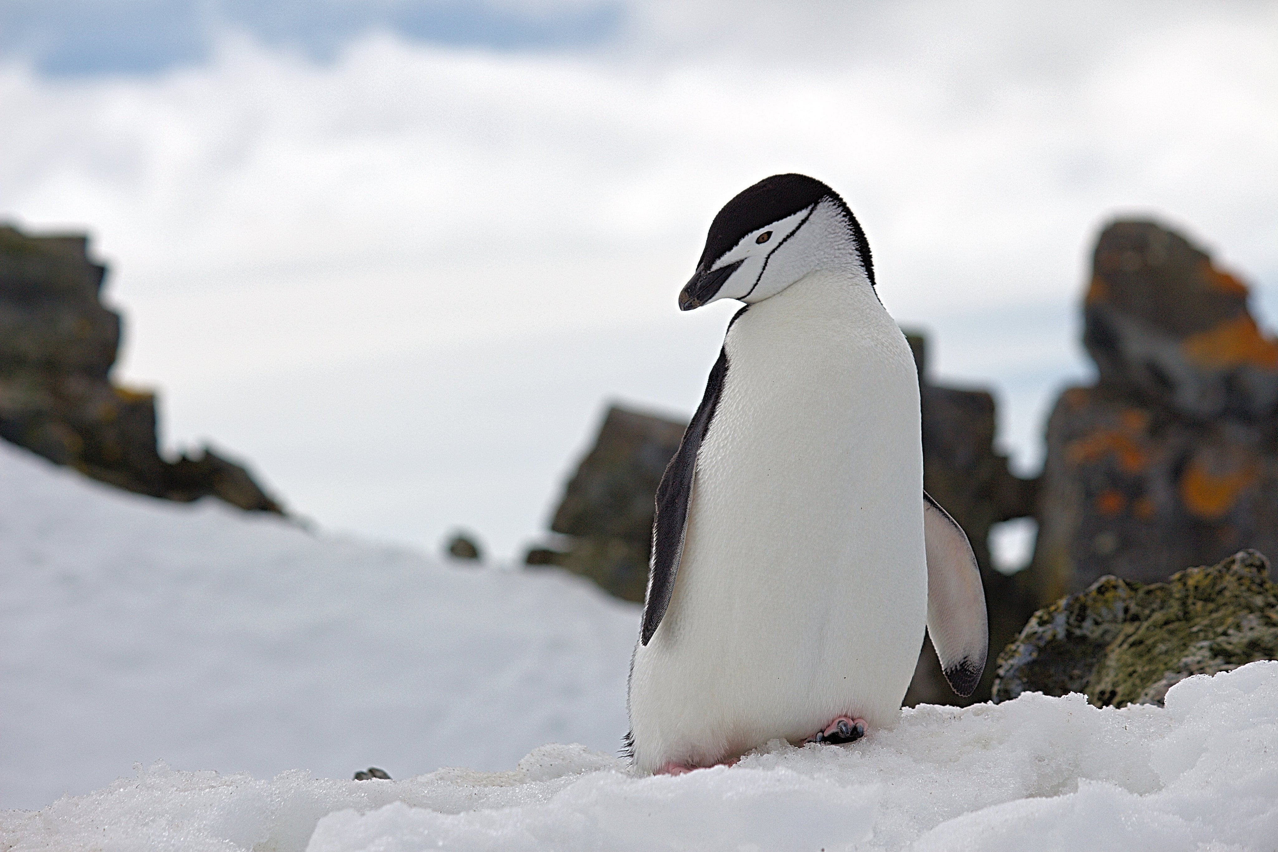 Gifts for Animal Lovers | ZSL Shop