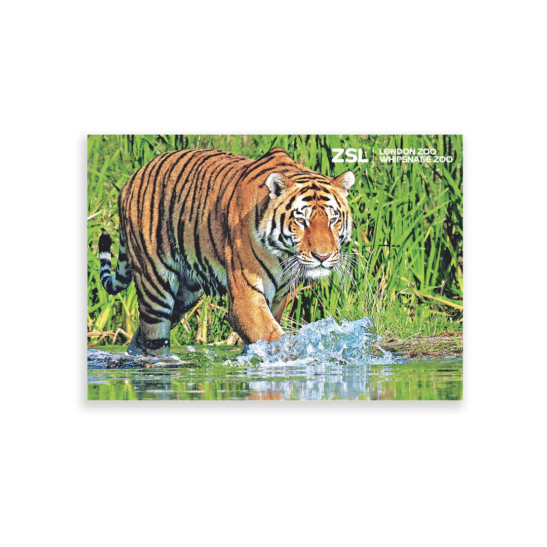 London Zoo Postcards | ZSL Shop