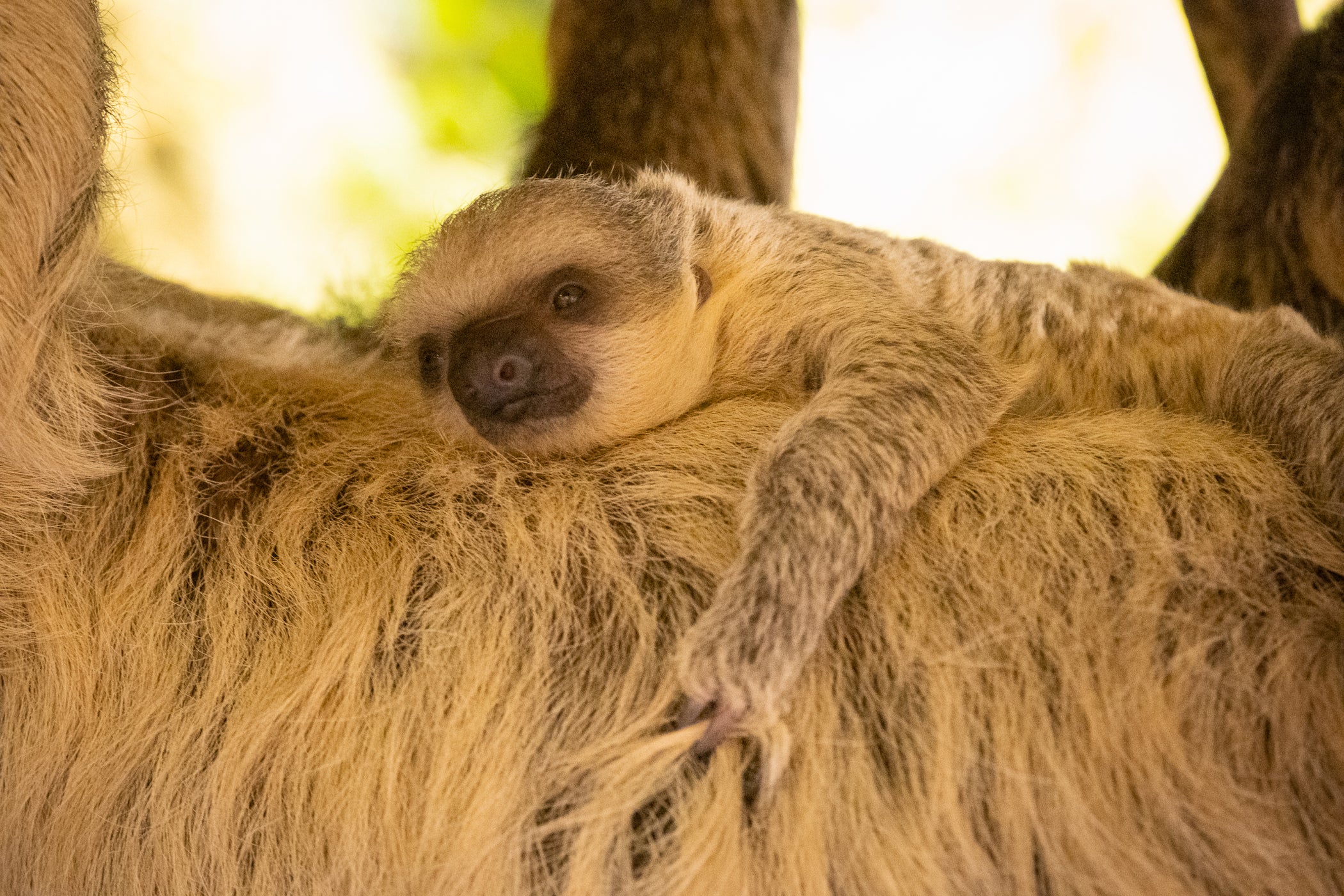 Adopt a Sloth | Adoption Packs | ZSL Shop