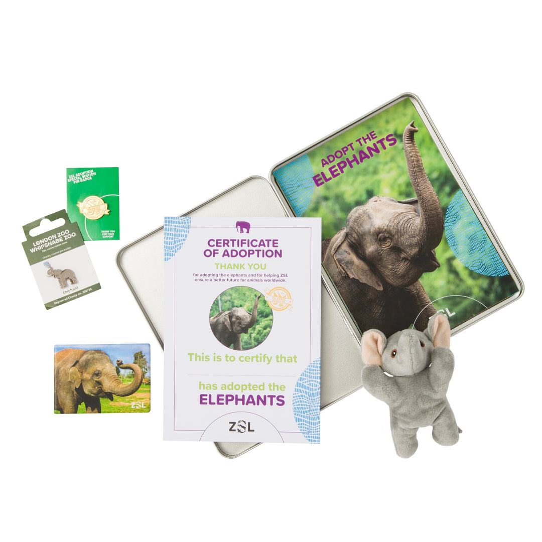 Adopt an Elephant | Adoption Packs | ZSL Shop