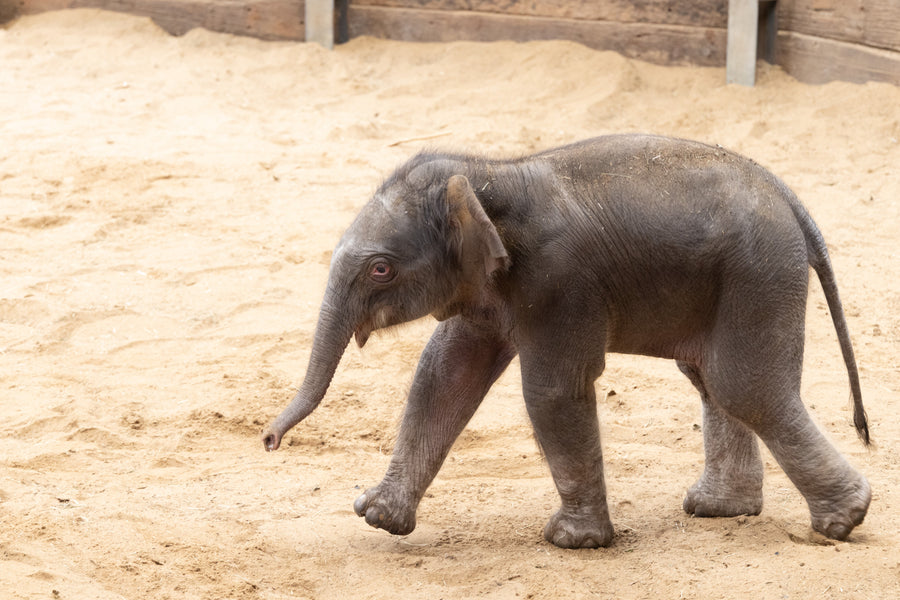 Adopt an Elephant | Adoption Packs | ZSL Shop