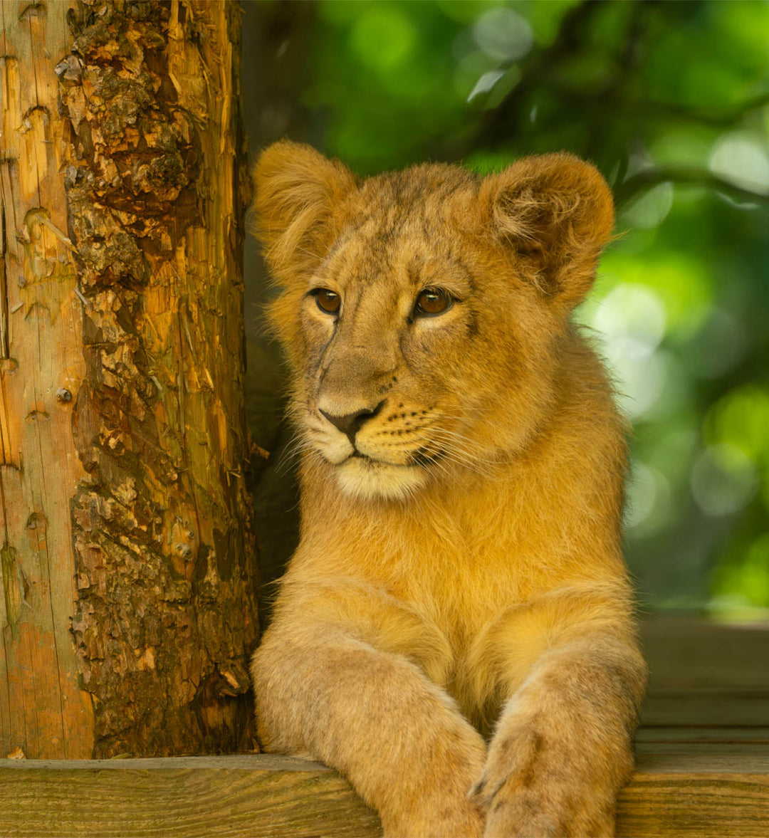 Gifts for Animal Lovers | ZSL Shop