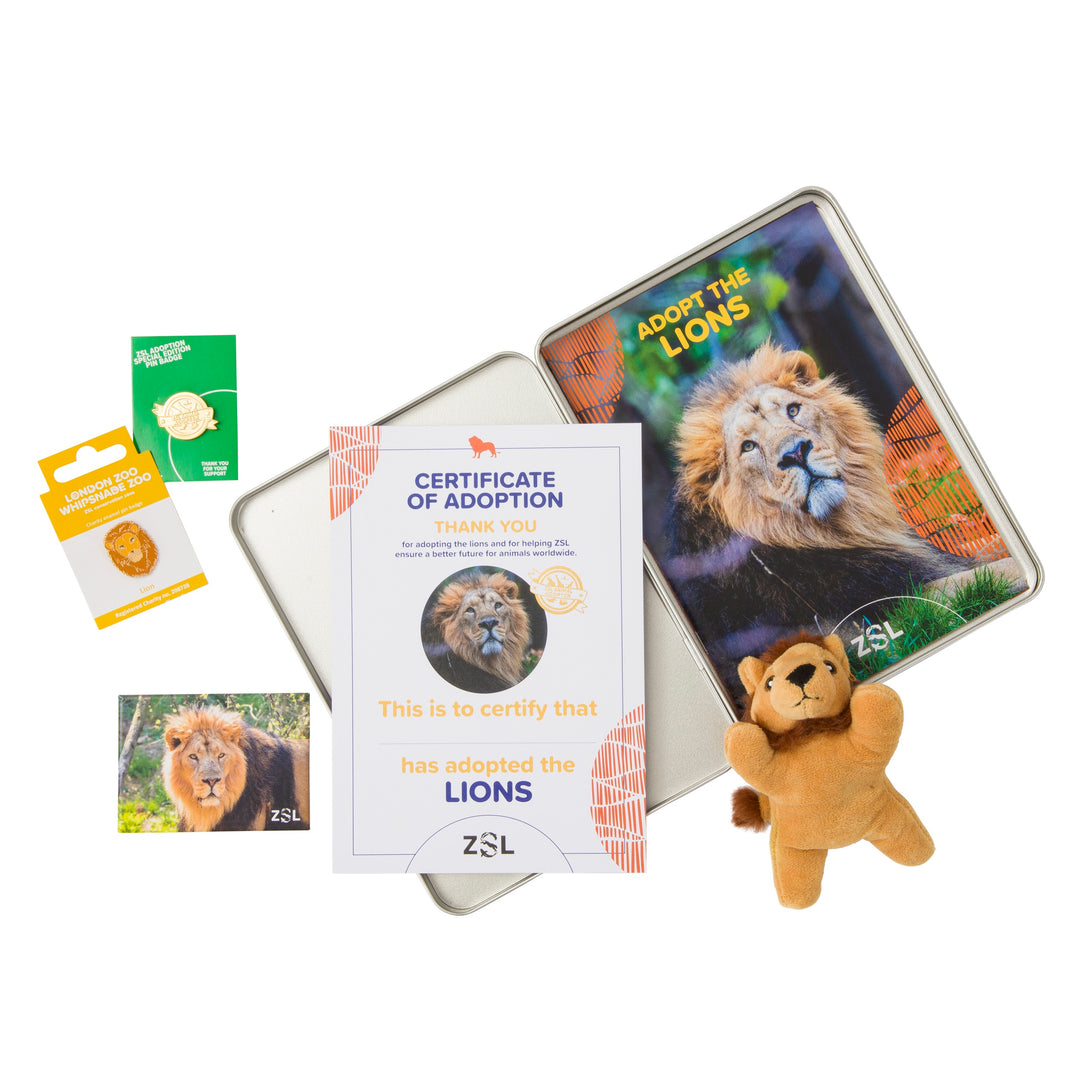 Adopt a Lion | Adoption Packs | ZSL Shop