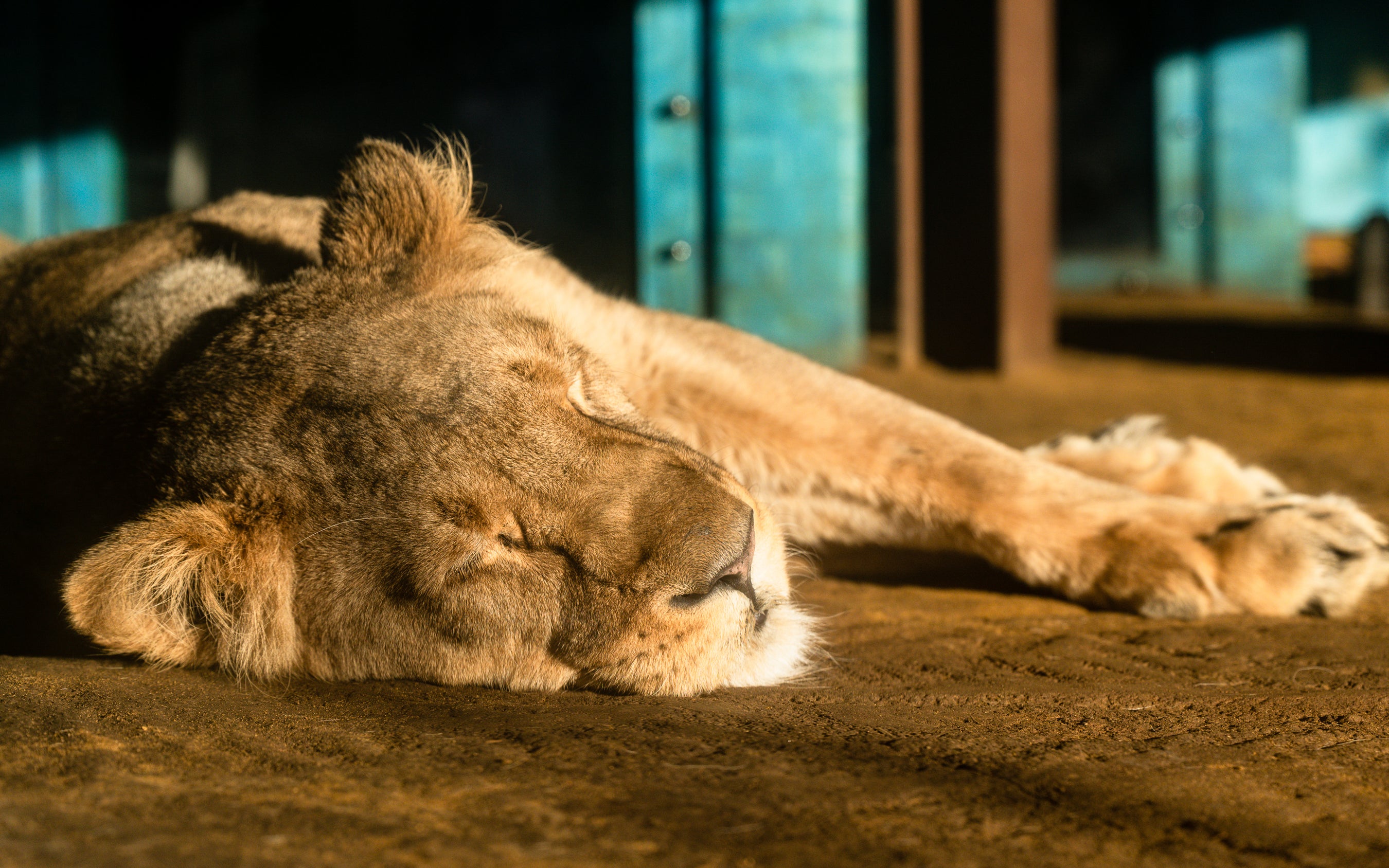 Adopt a Lion | Adoption Packs | ZSL Shop