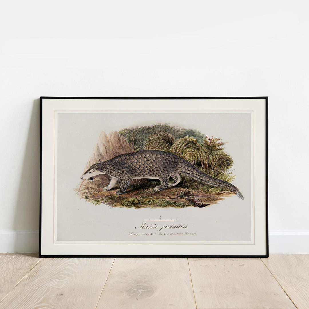 Pangolin ZSL Heritage Print | ZSL Shop