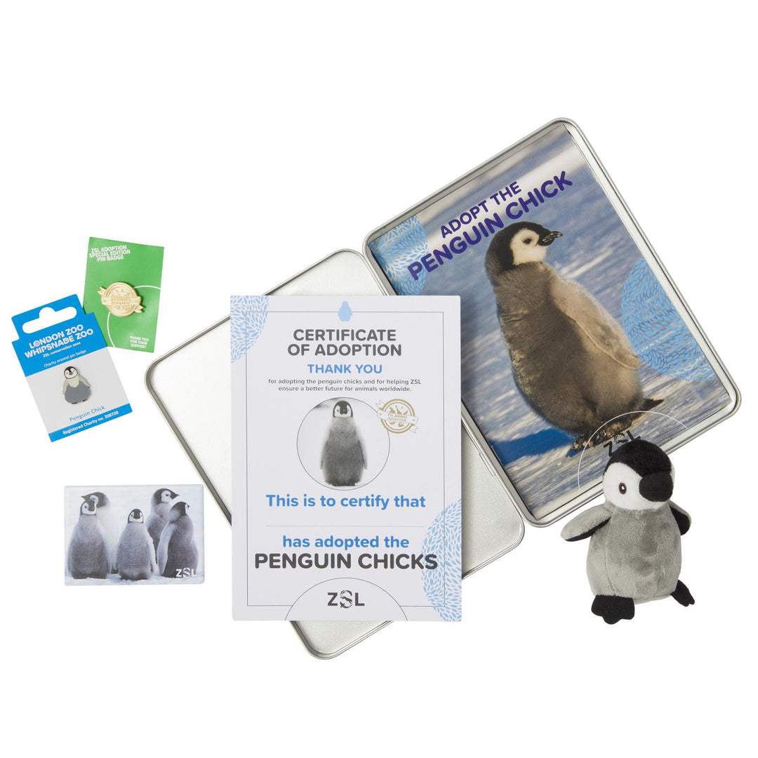 Adopt a Penguin Chick | Adoption Packs | ZSL Shop