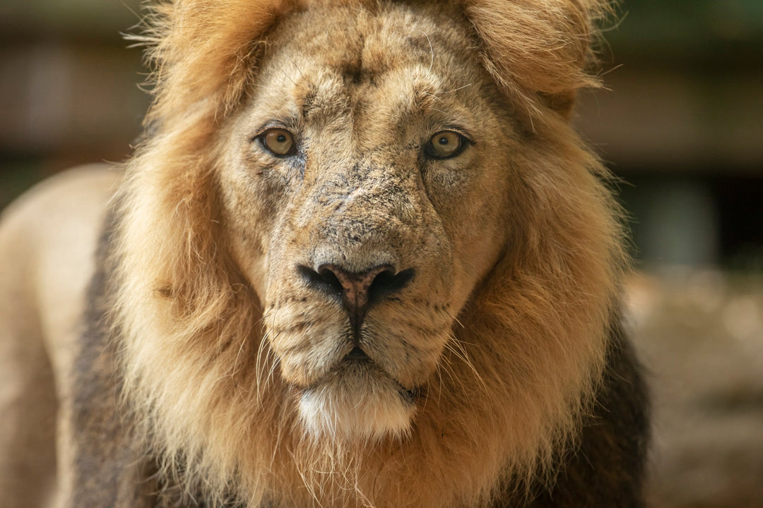 London Souvenir Lion Coaster | ZSL Shop