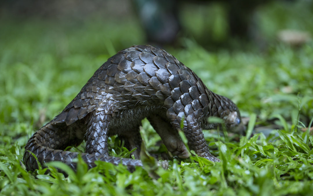 Pangolin Adoption – ZSL Shop