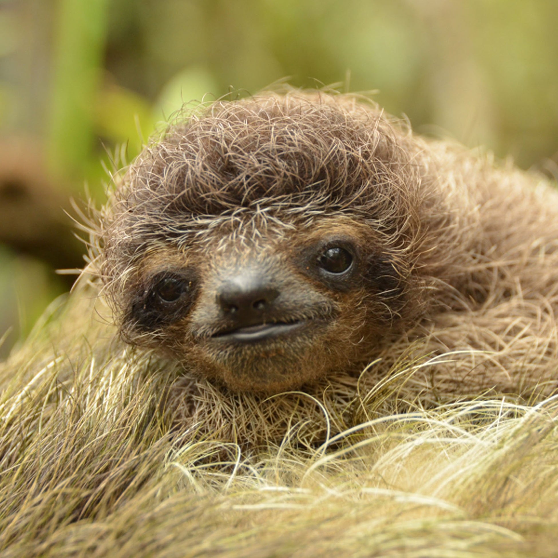 Adopt a Sloth | Adoption Packs | ZSL Shop