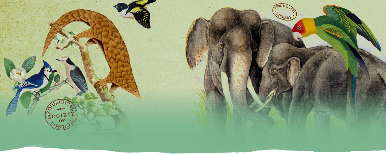 Gifts for Animal Lovers | ZSL Shop