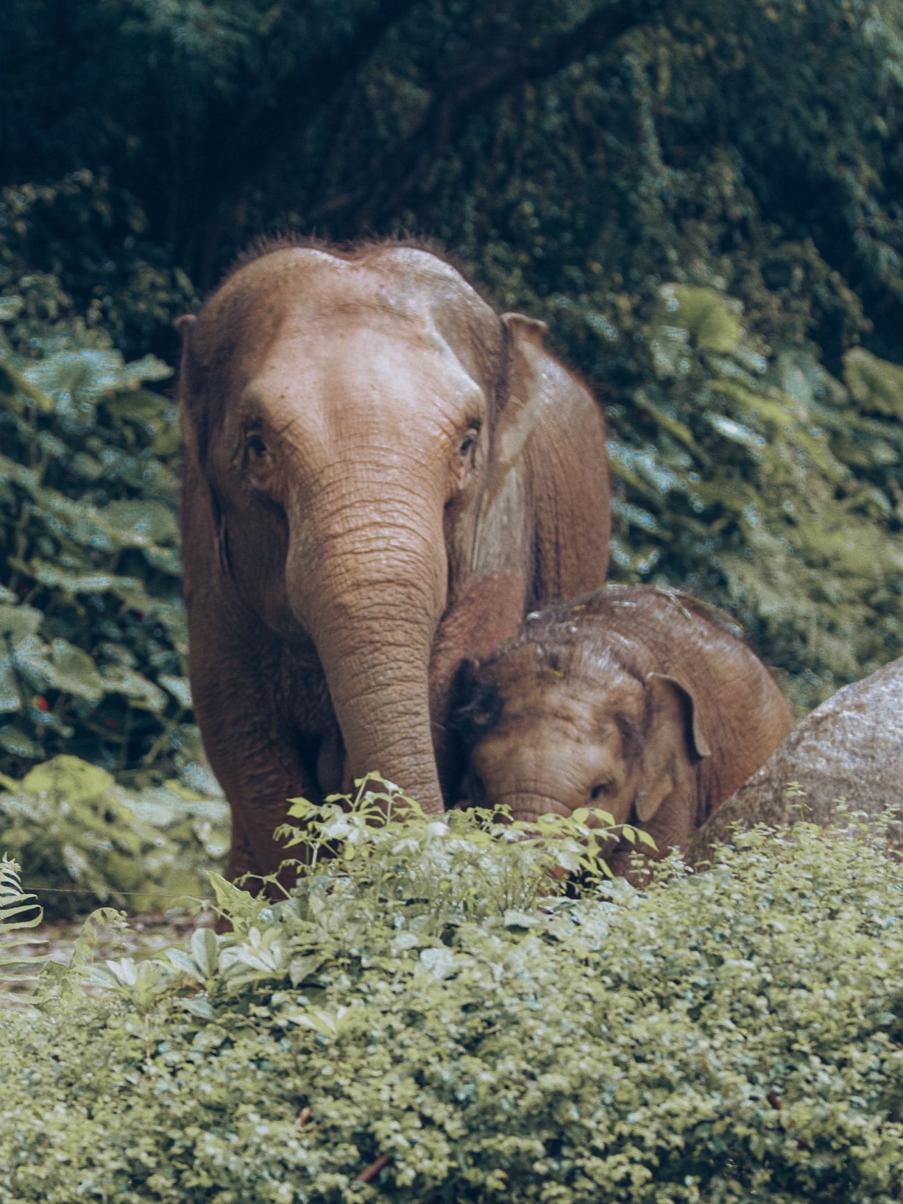 Gifts for Animal Lovers | ZSL Shop