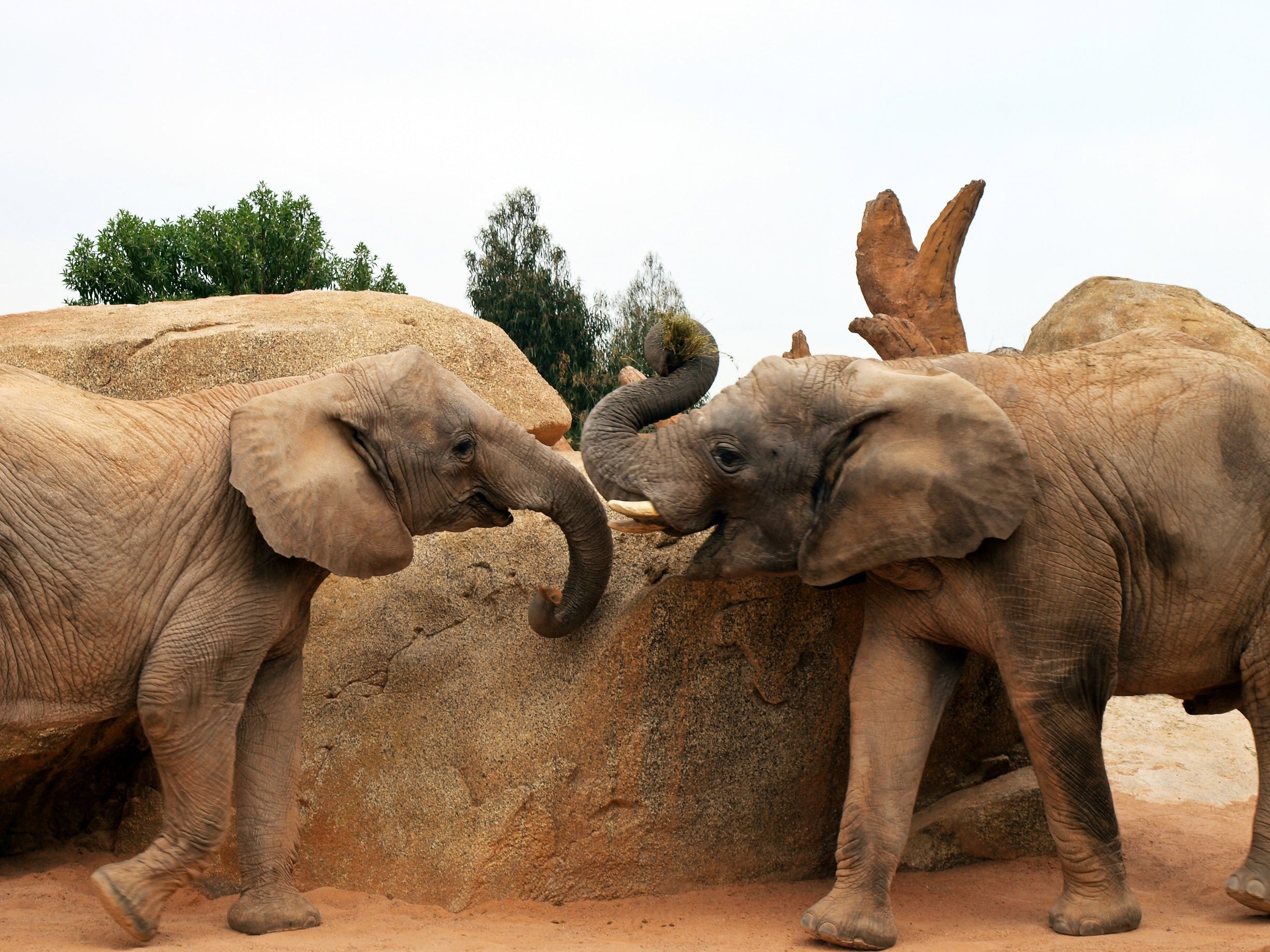 Gifts for Animal Lovers | ZSL Shop