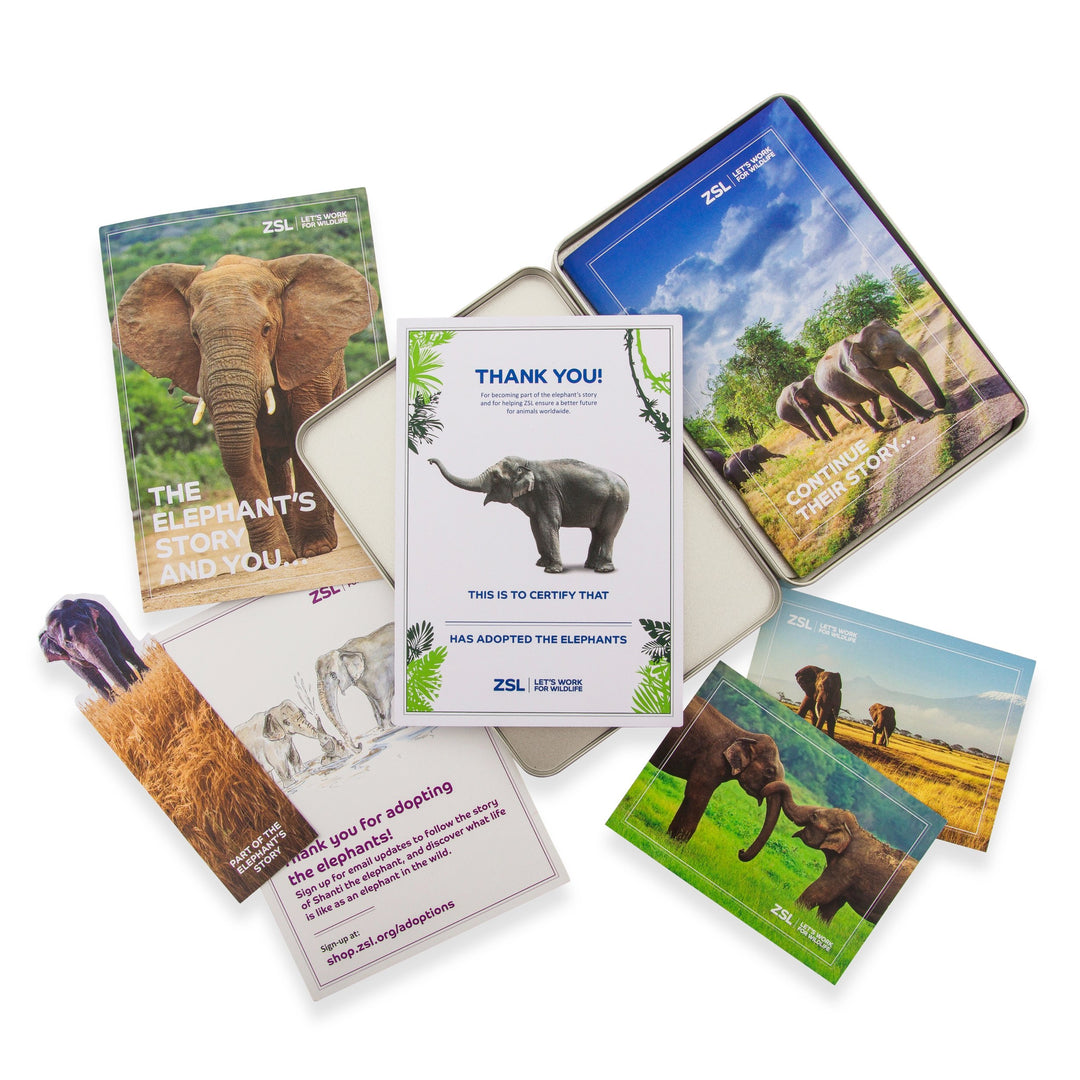 Adopt an Elephant | ZSL Shop