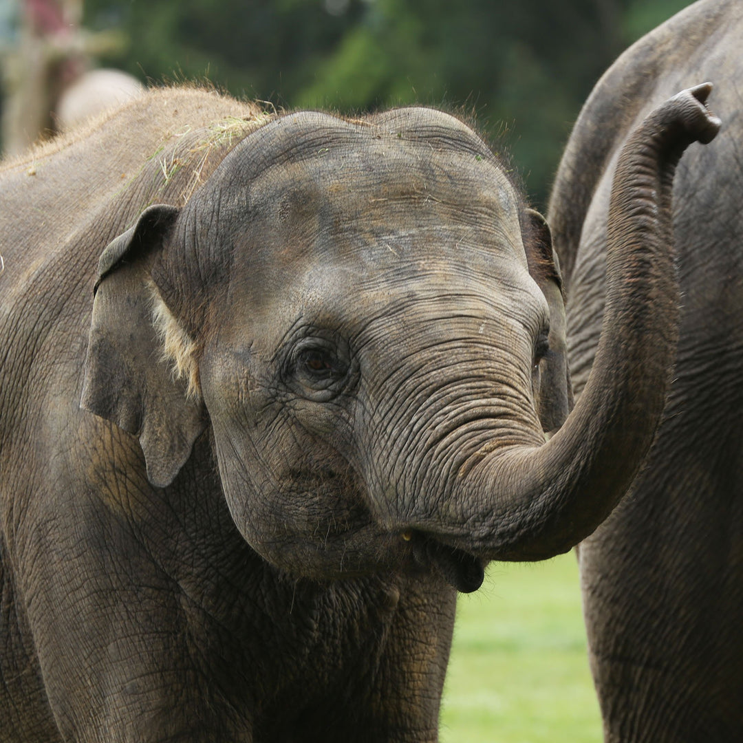 Adopt an Elephant | ZSL Shop