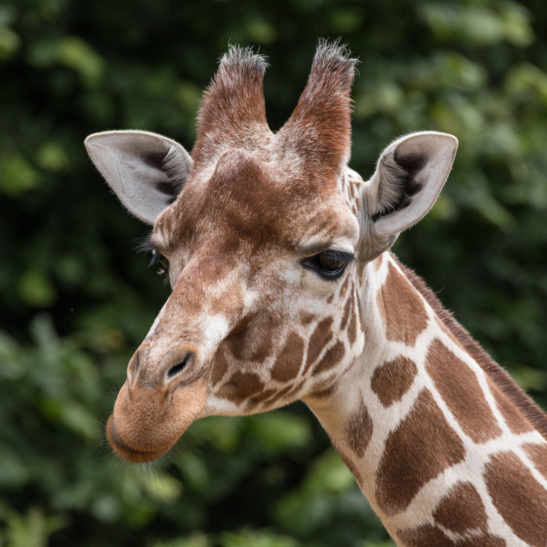 Adopt a Giraffe | ZSL Shop